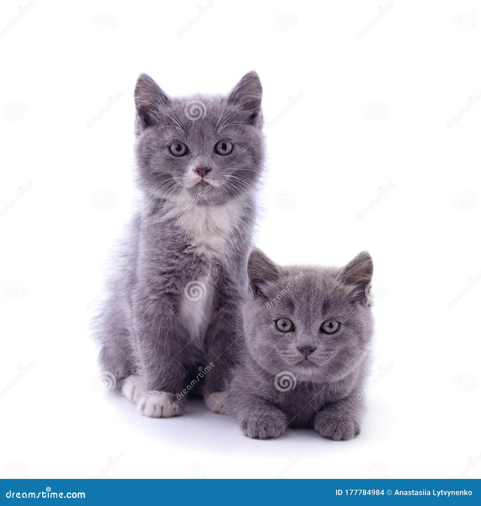 Two small kittens stock photo. Image of gray, gift, friends - 177784984