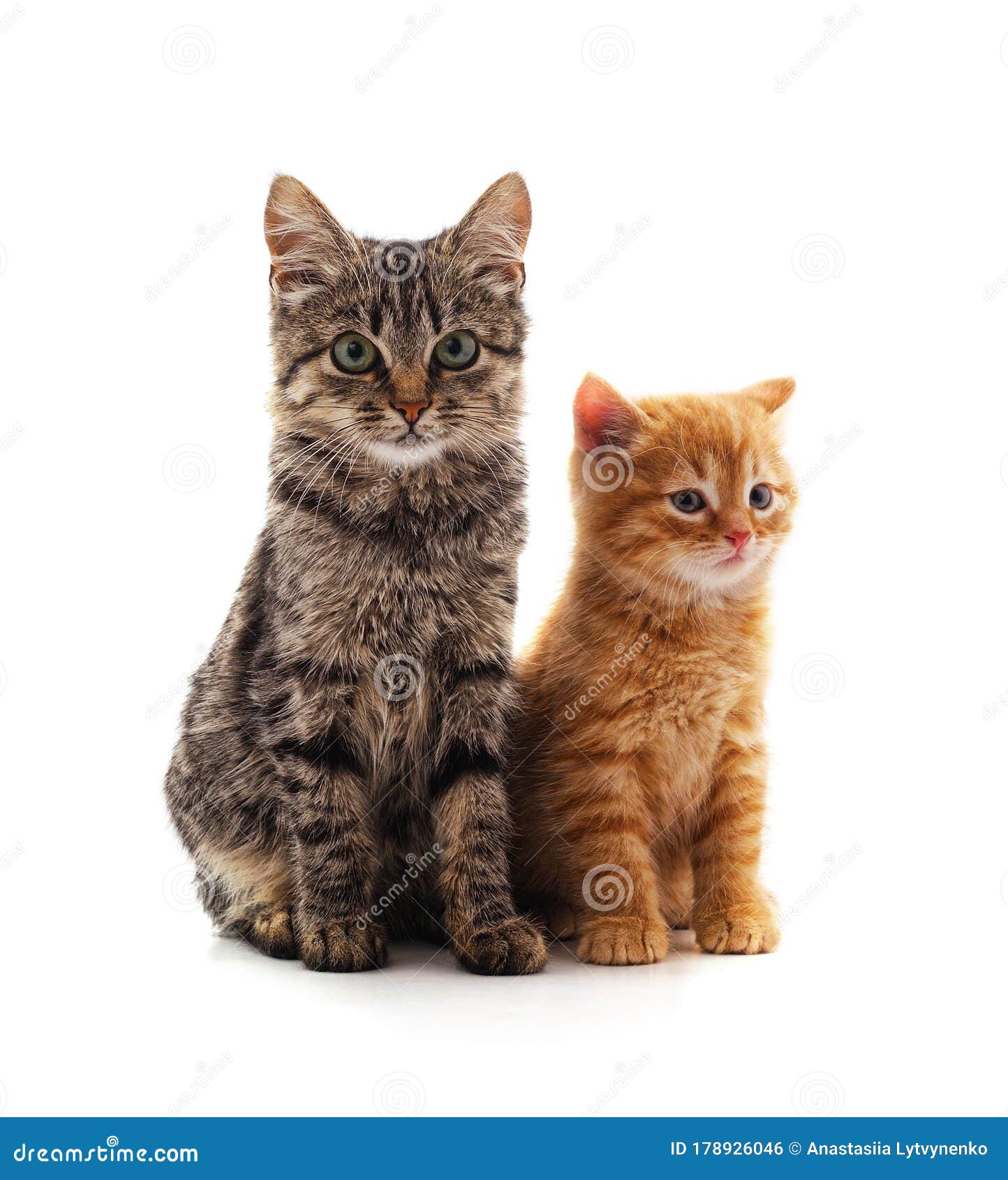 Two small kittens stock photo. Image of sitting, mammals - 178926046