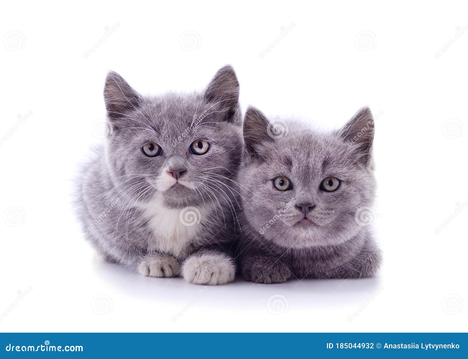 Two small kittens stock photo. Image of white, mammals - 185044932