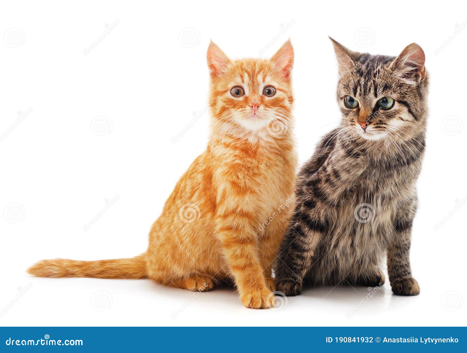 Two small kittens stock photo. Image of attentive, little - 190841932