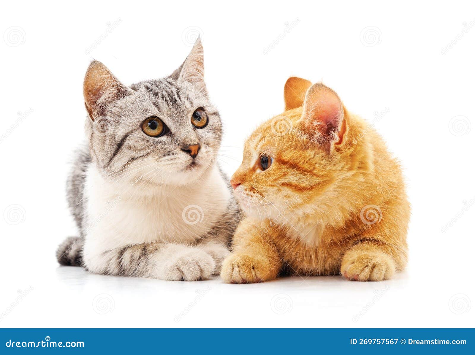 Two small kittens stock image. Image of domestic, camera - 269757567