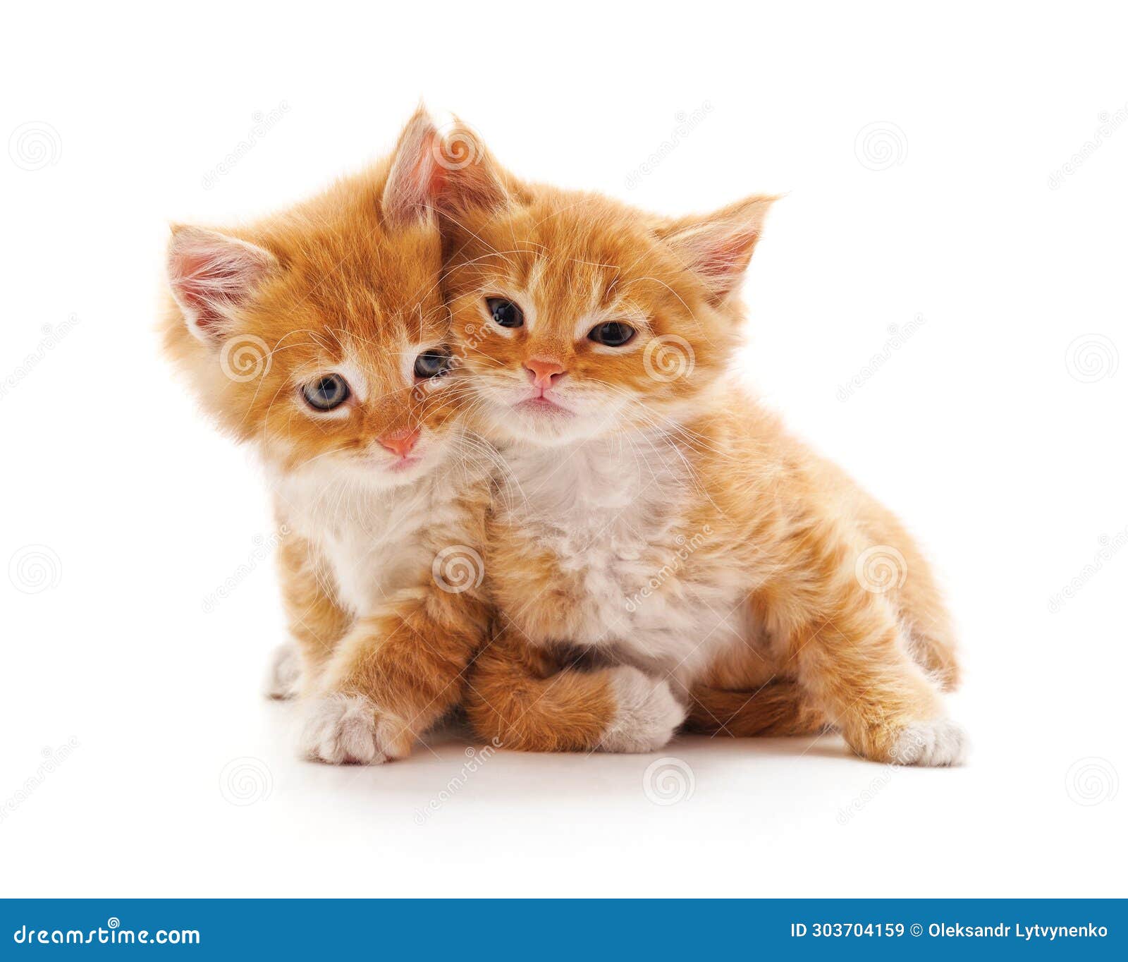Two small kittens stock image. Image of mammals, studio - 303704159