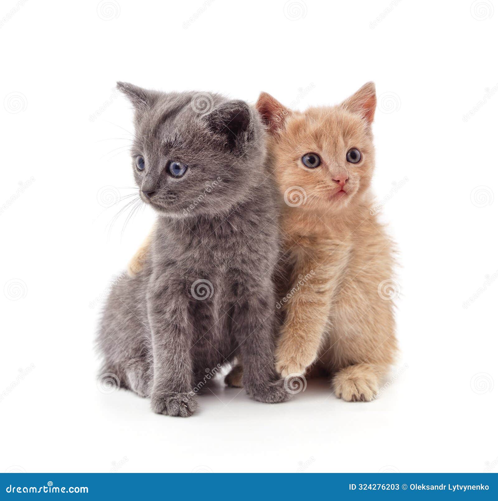 Two small kittens stock image. Image of mammals, group - 324276203