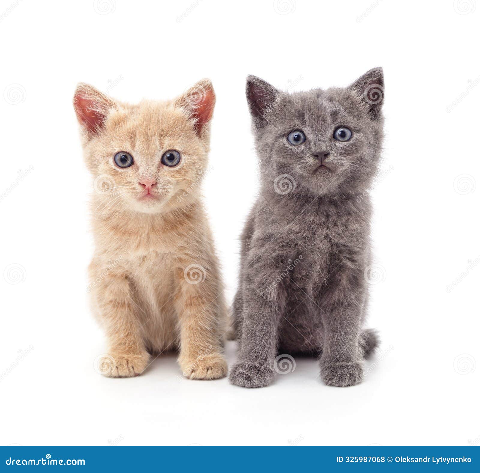 Two small kittens stock photo. Image of background, kitty - 325987068