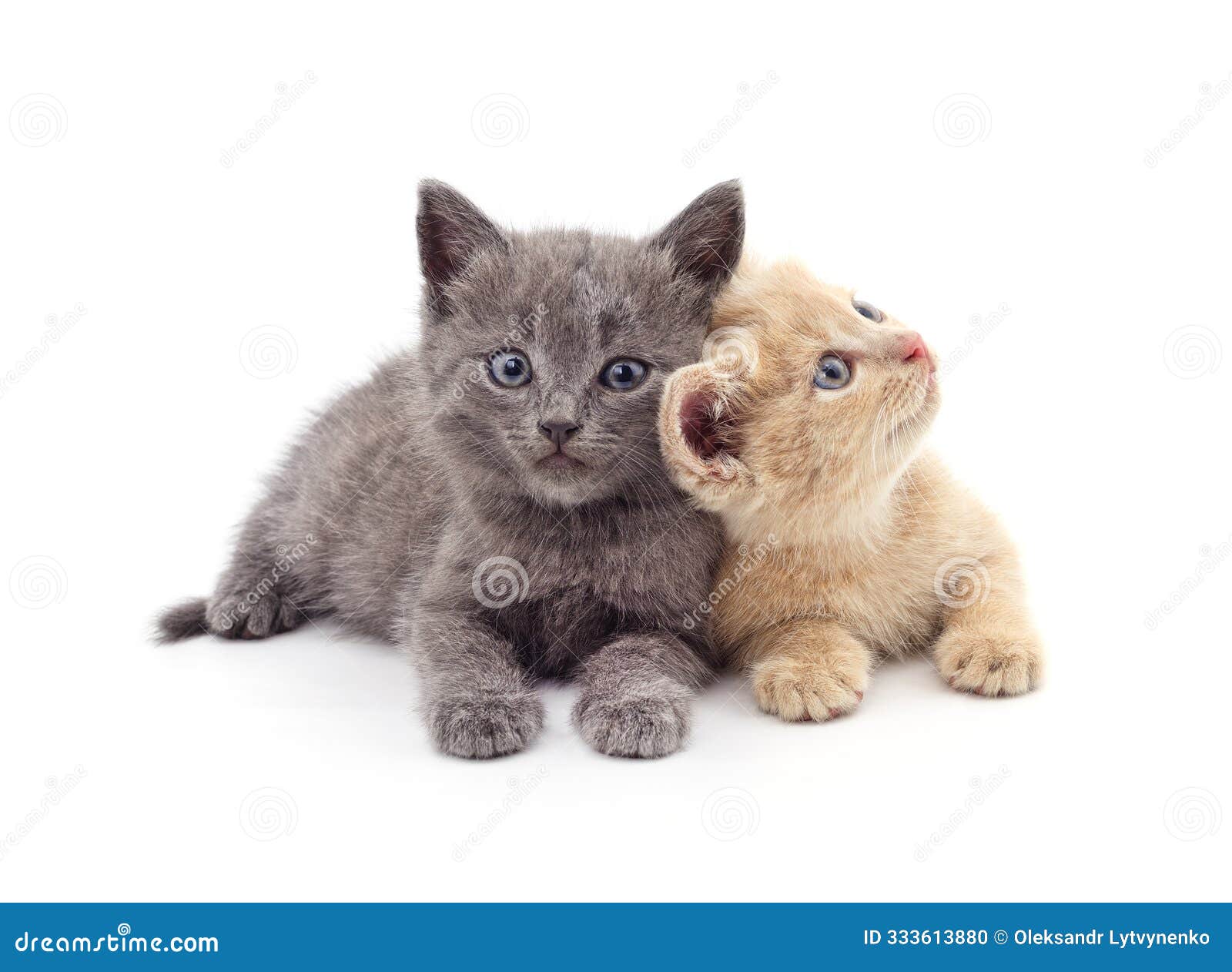Two small kittens stock photo. Image of mammals, group - 333613880