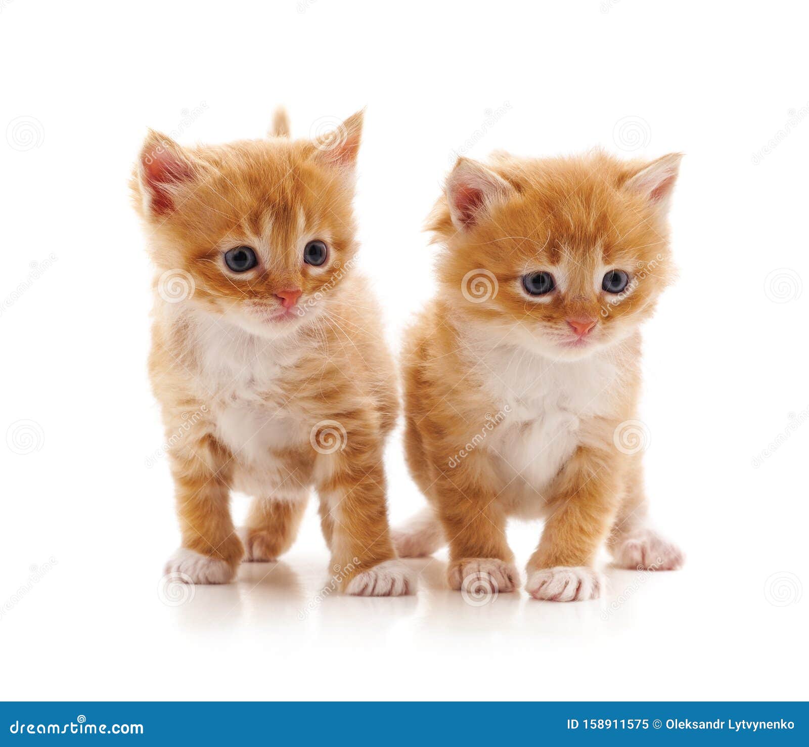 Two small kittens stock image. Image of color, kittens - 158911575