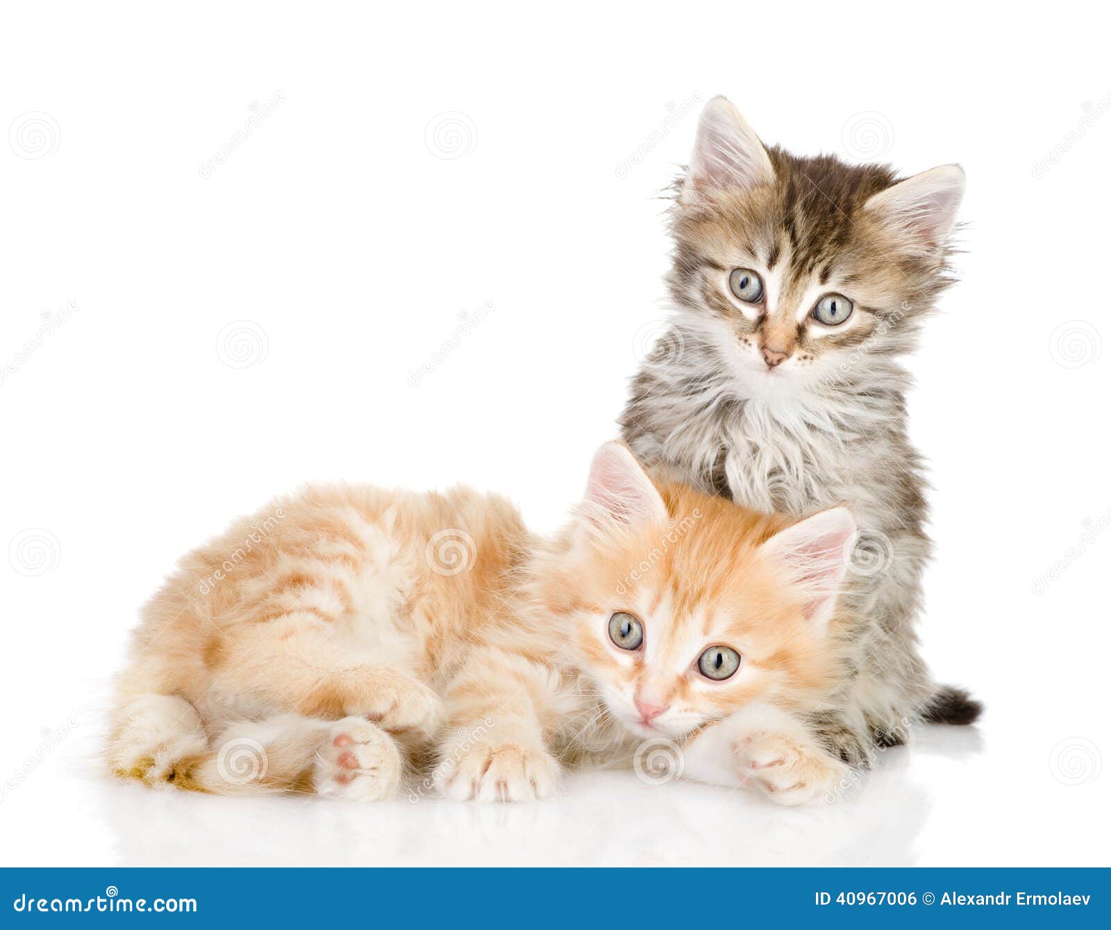 Two Small Kittens Looking at Camera. Stock Photo - Image of adorable ...