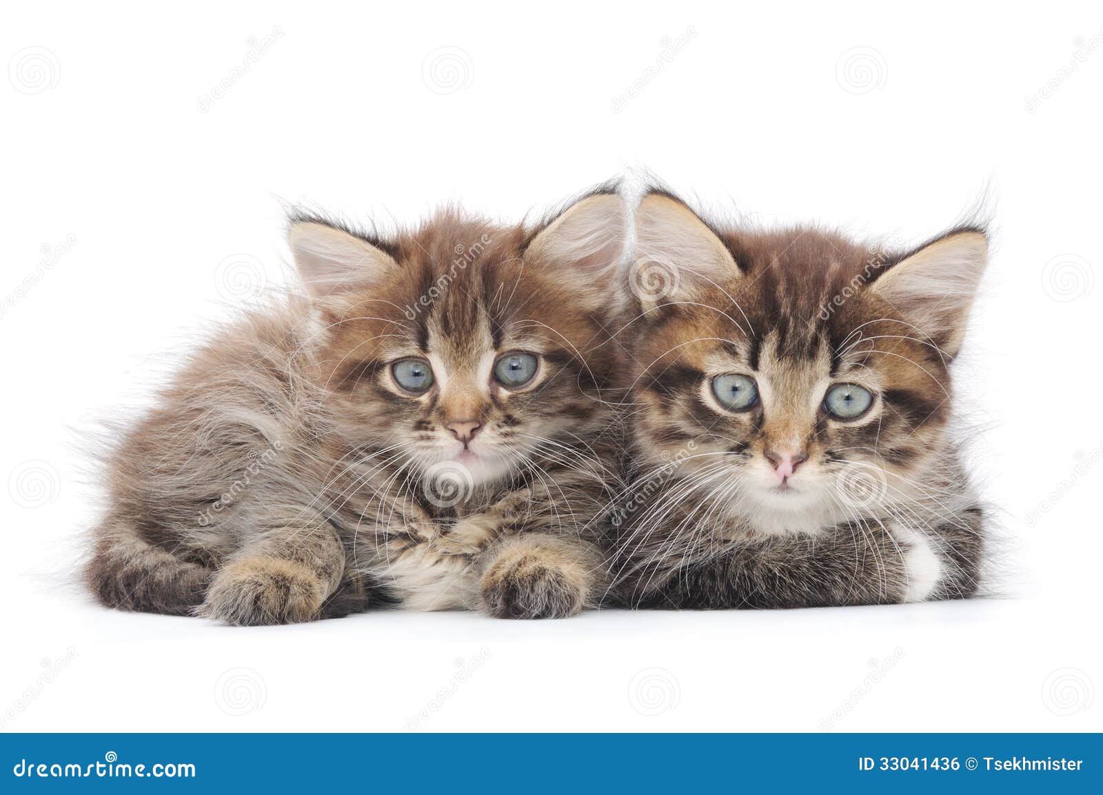Two small kittens stock photo. Image of front, mammals - 33041436