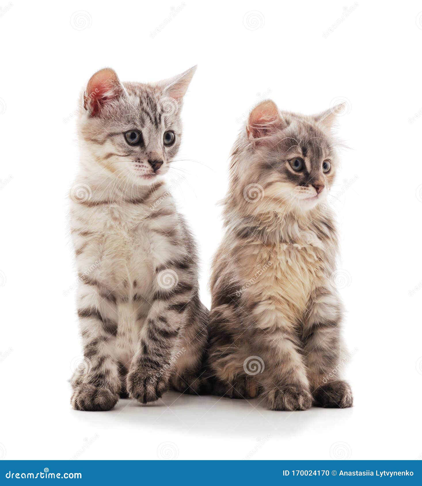 Two small kittens stock photo. Image of love, background - 170024170