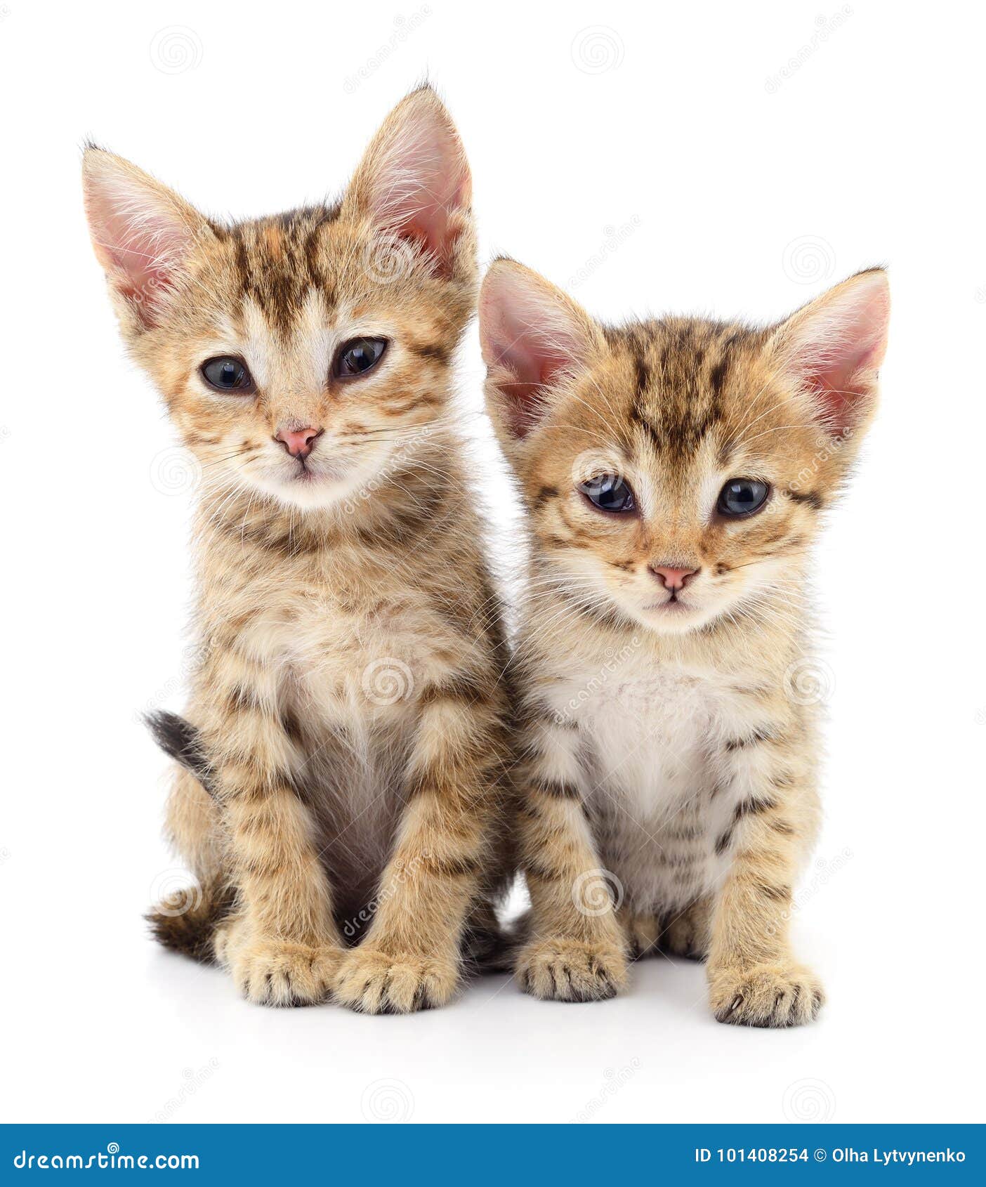 Two small kittens. stock photo. Image of sitting, mammals - 101408254