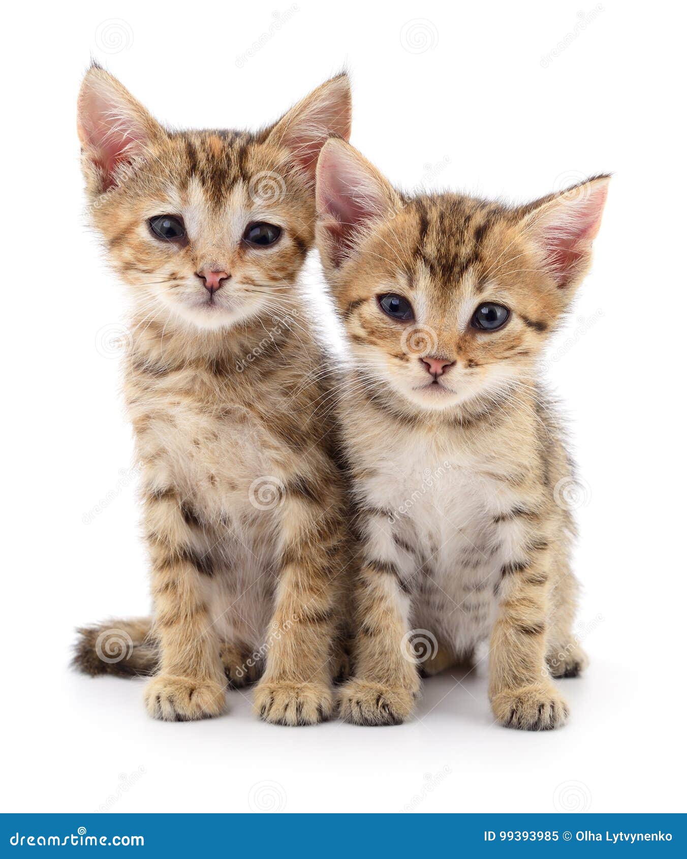 Two small kittens. stock image. Image of cute, domestic - 99393985