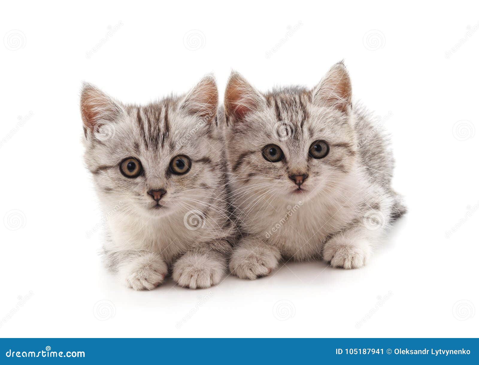 Two small kittens. stock image. Image of domestic, friendship - 105187941