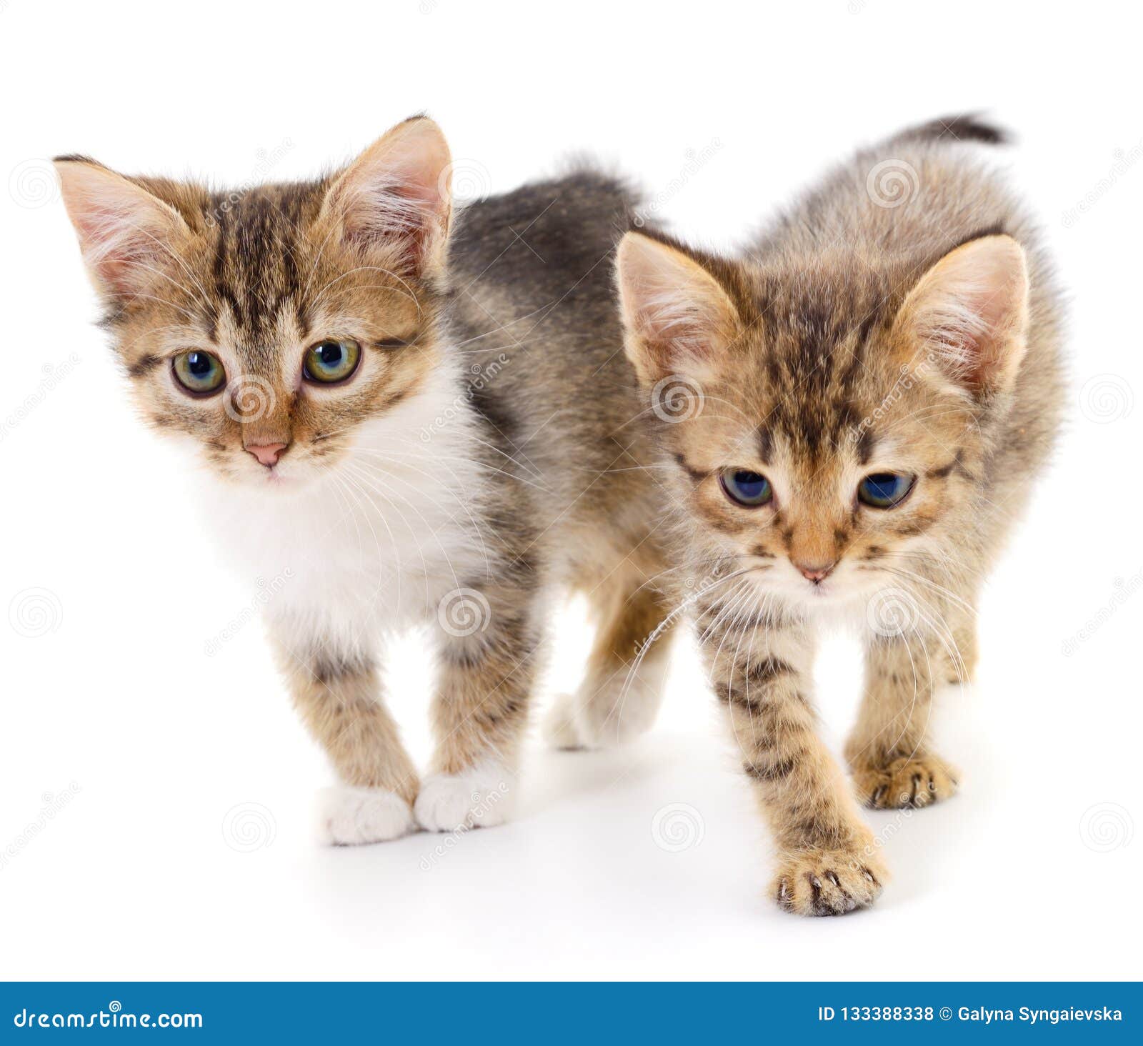 Two small kittens stock photo. Image of animals, housecat - 133388338