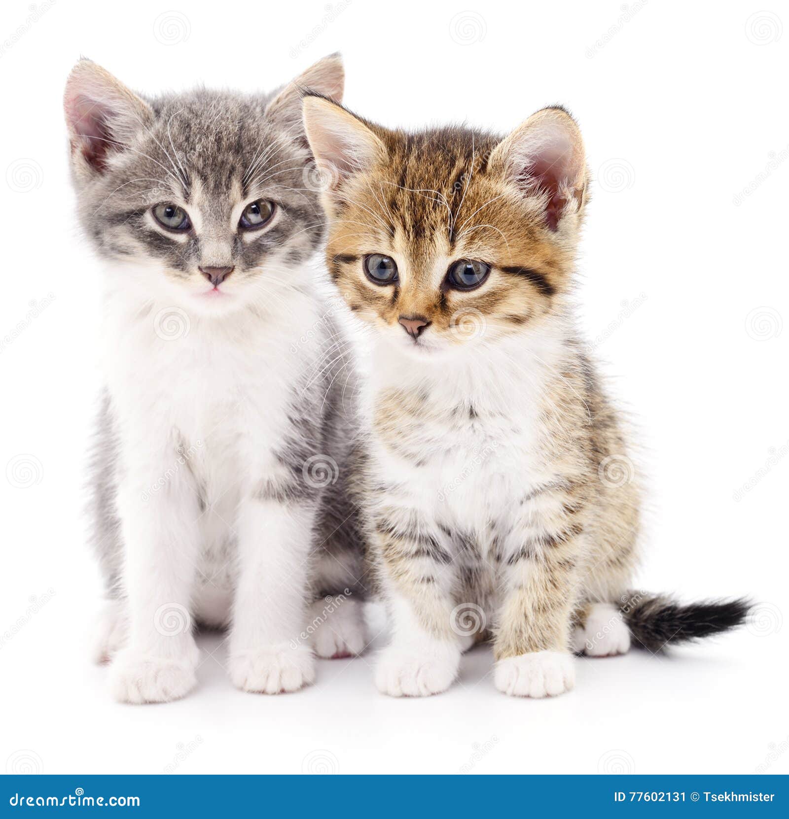 Two small kittens stock image. Image of studio, closeup - 77602131
