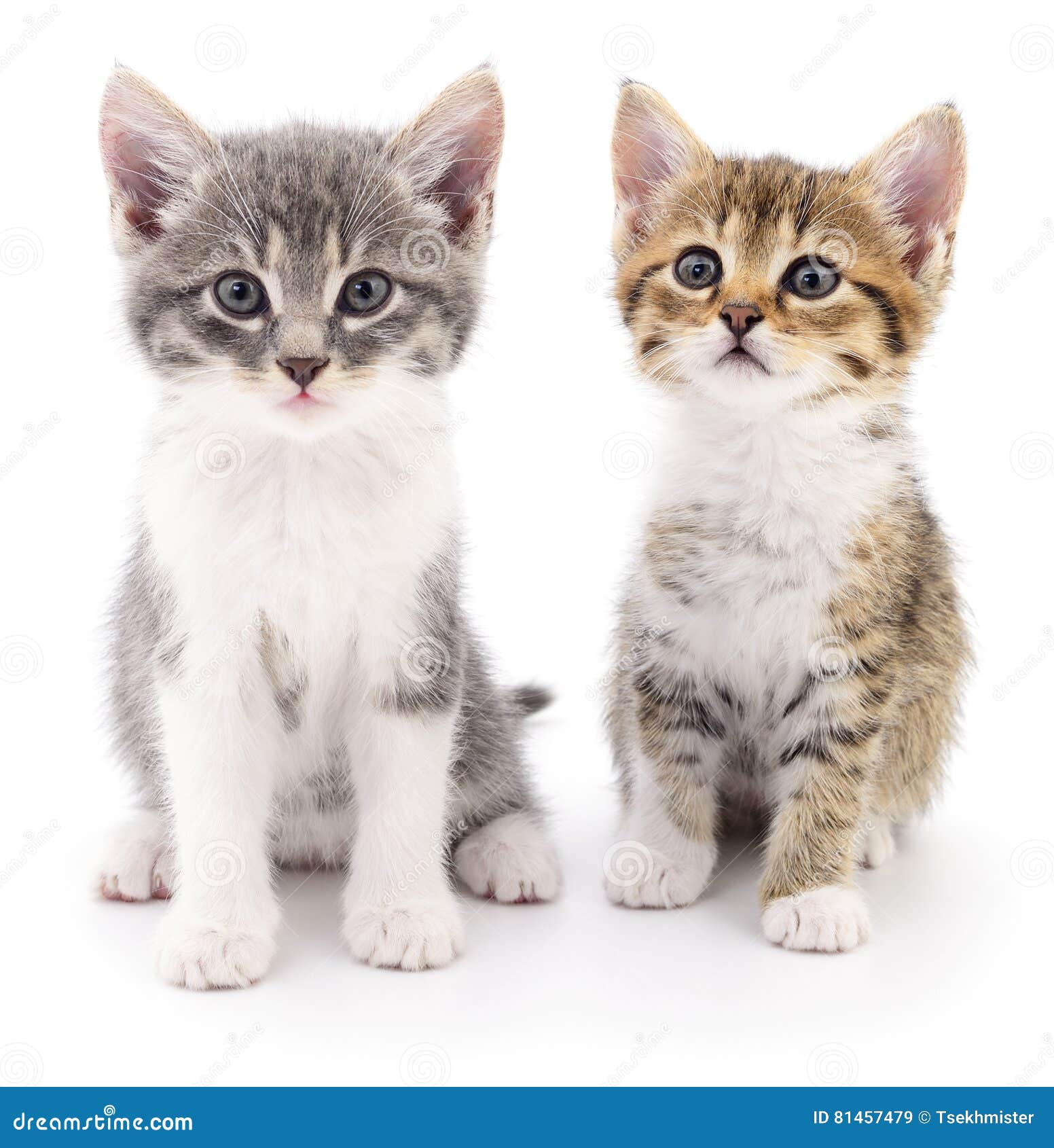 Two small kittens stock image. Image of studio, color - 81457479