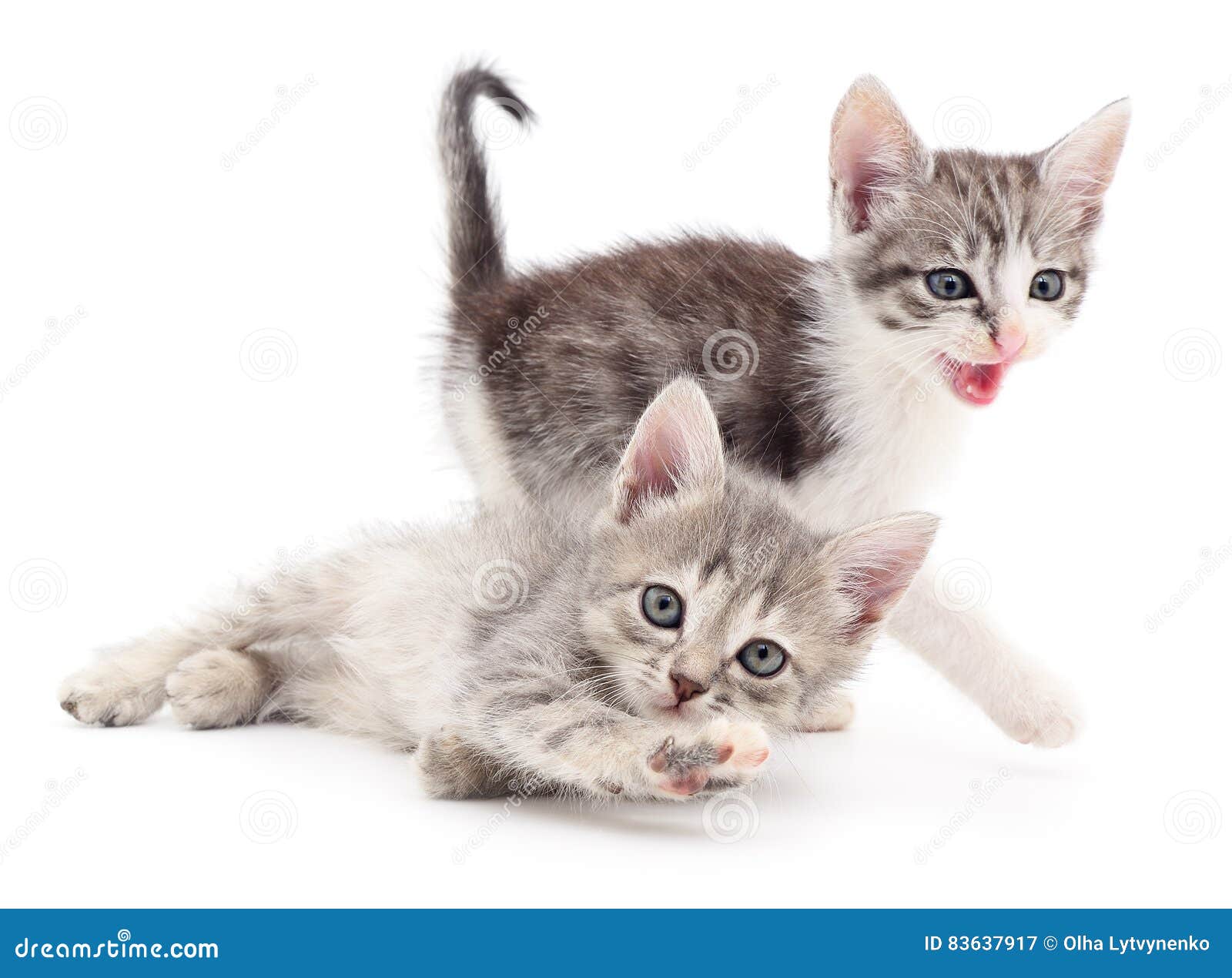 Two small kittens. stock image. Image of pair, closeup - 83637917