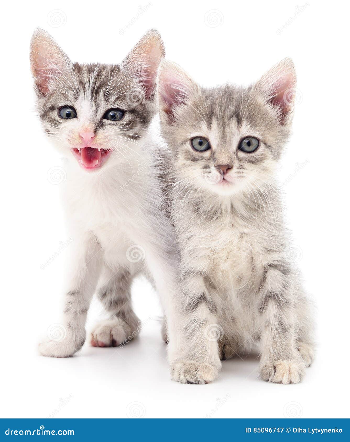 Two small kittens. stock image. Image of color, striped - 85096747