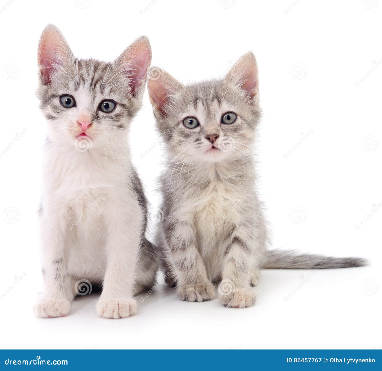 Two small kittens. stock image. Image of animals, cute - 86457767