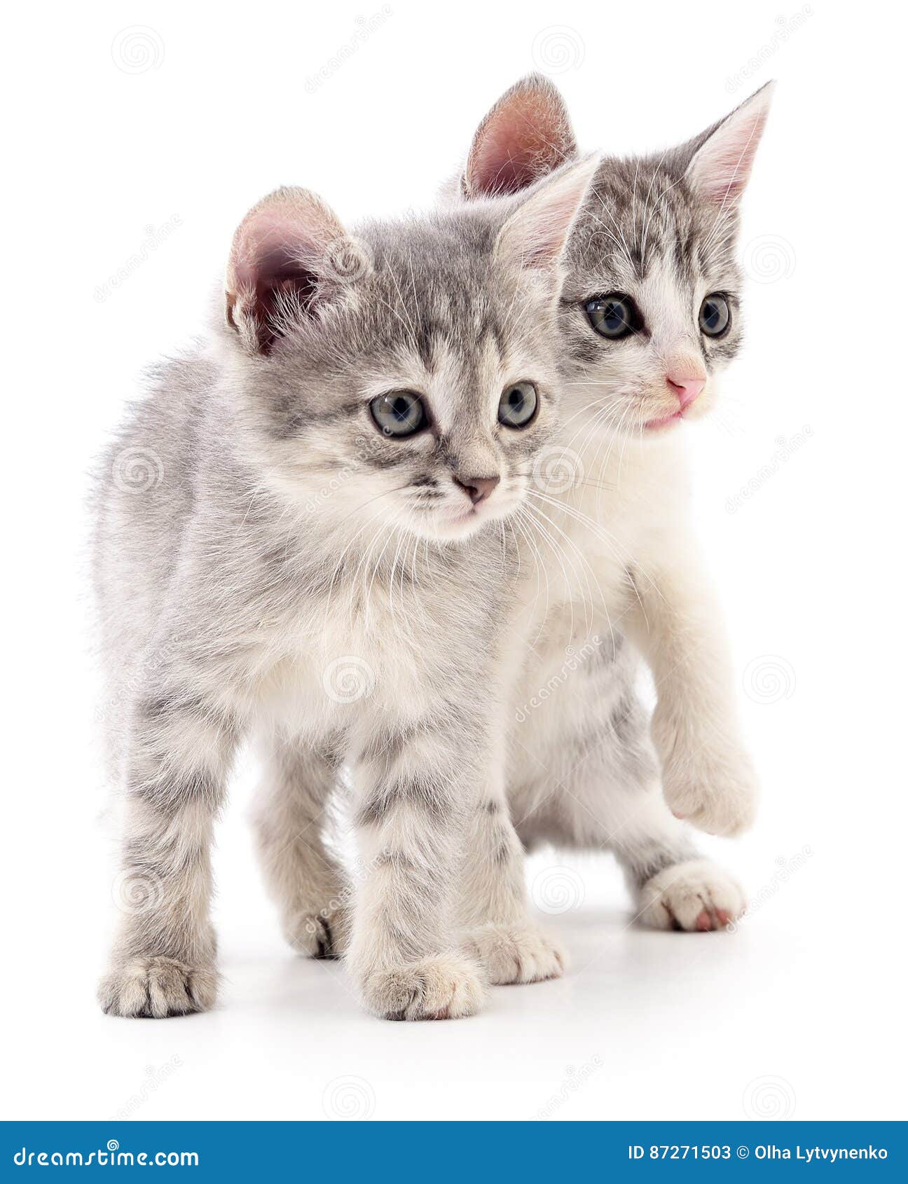 Two small kittens. stock image. Image of shot, mammals - 87271503