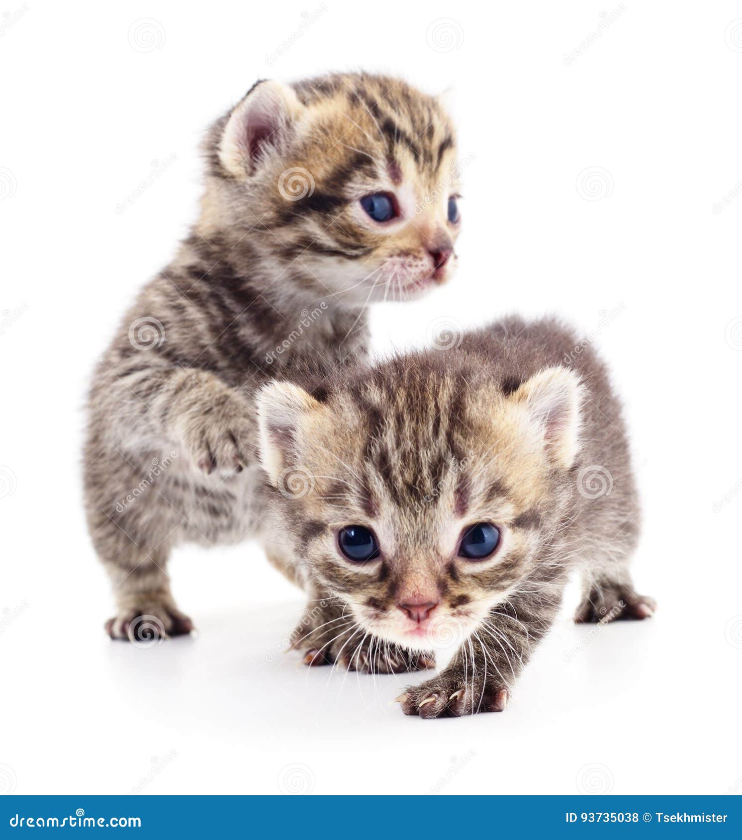 Two small kittens stock photo. Image of pair, pets, mammals - 93735038