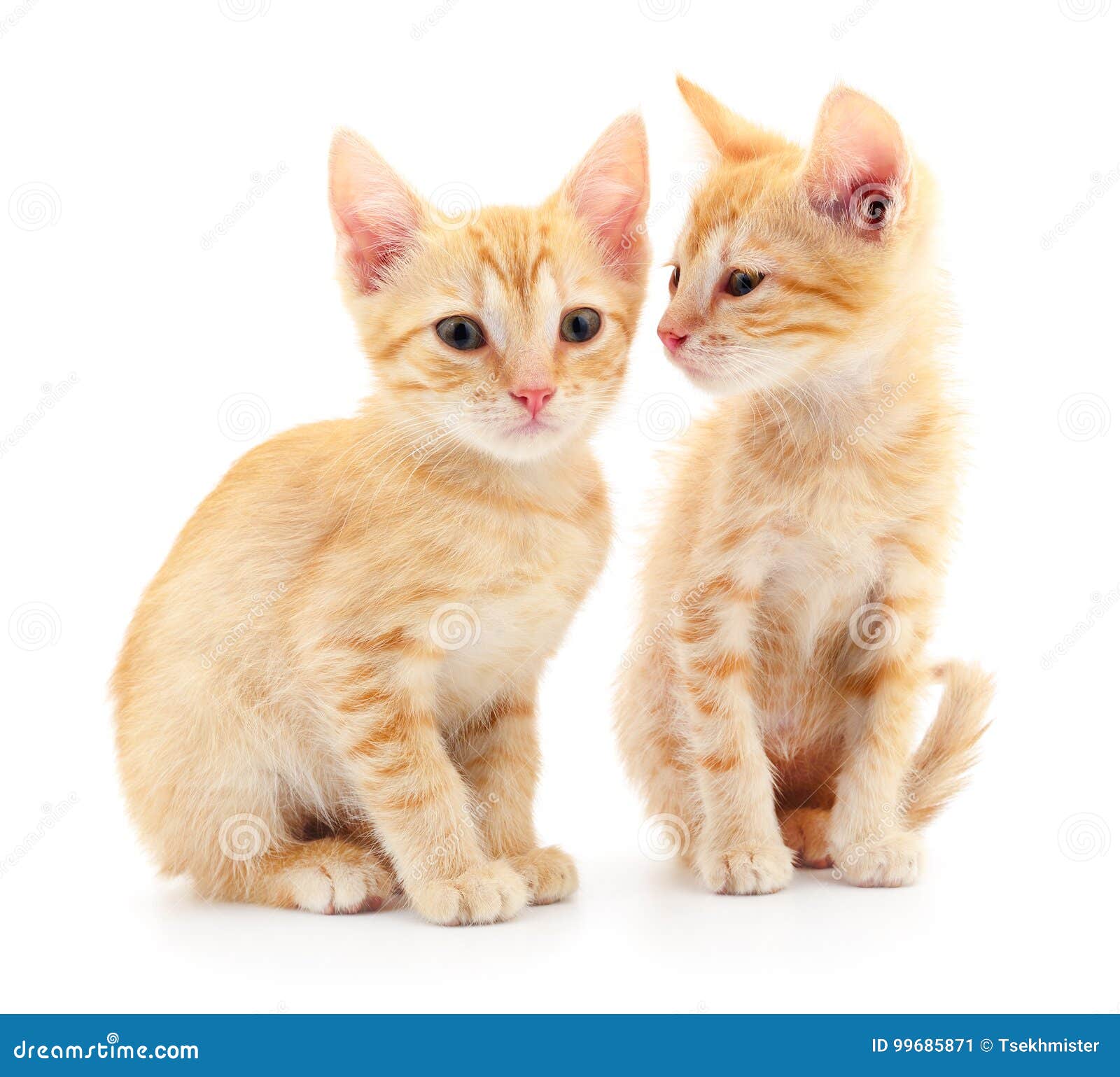 Two small kittens stock image. Image of kitten, front - 99685871
