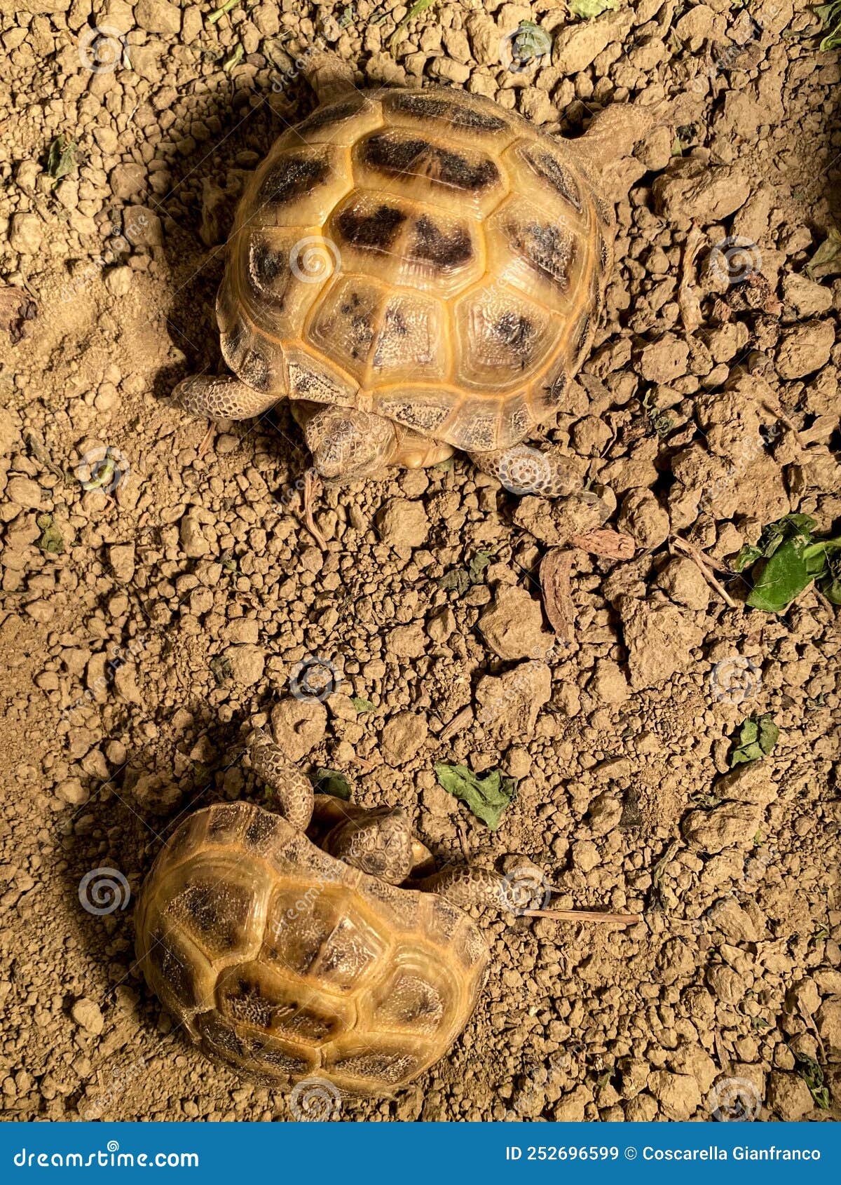 Two small land turtles stock image. Image of land, animal - 252696599