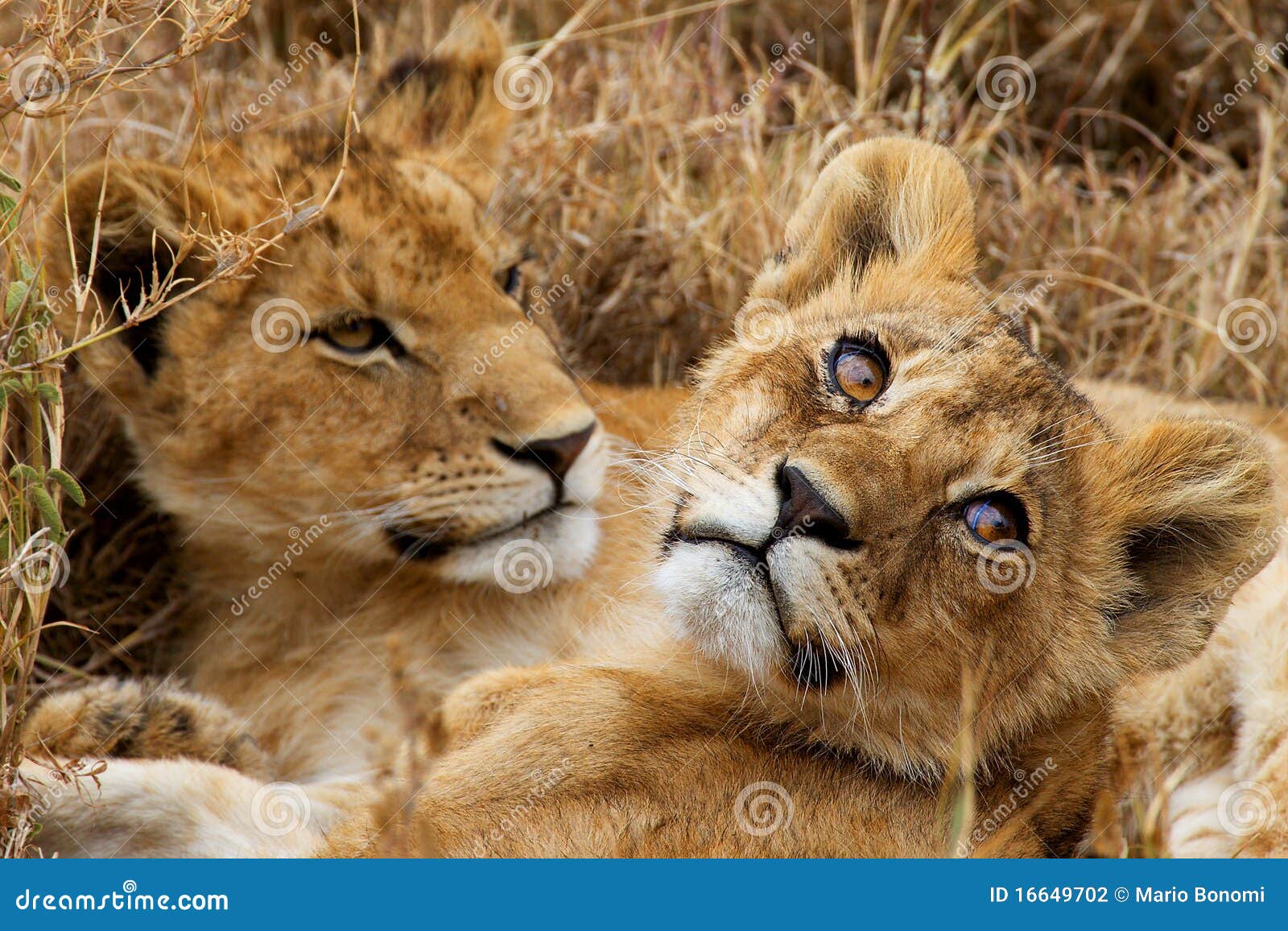 Two small lions stock photo. Image of feline, wildlife - 16649702