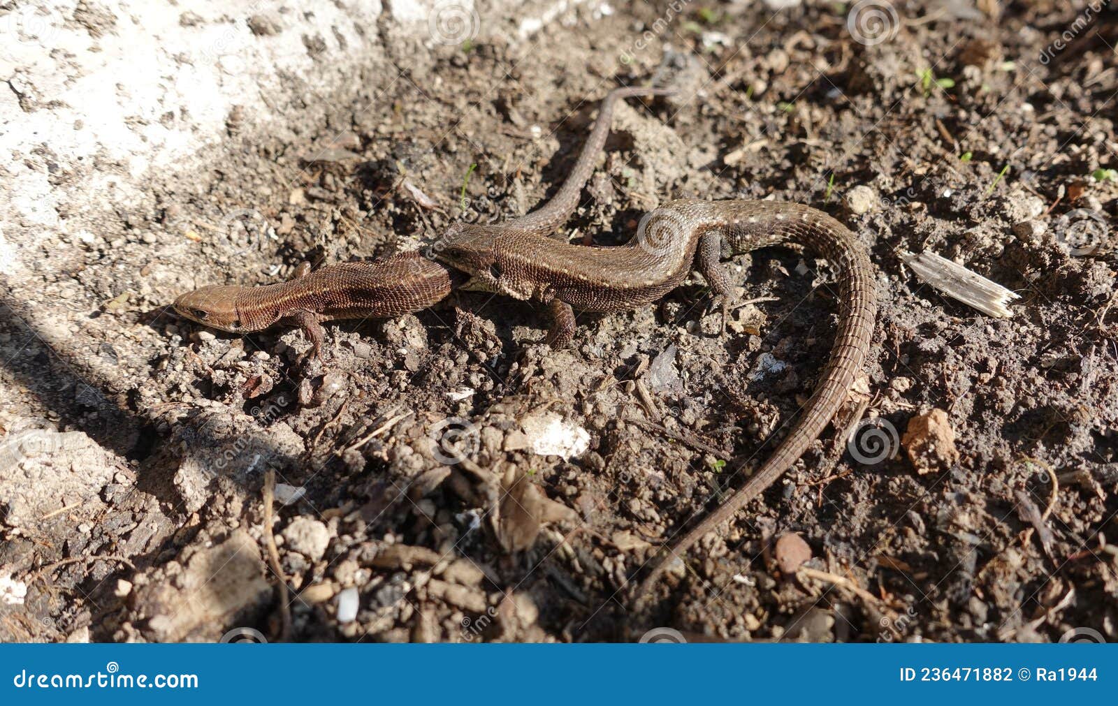 Two Small Lizards are Fighting for Territory. Struggle for Survival in ...