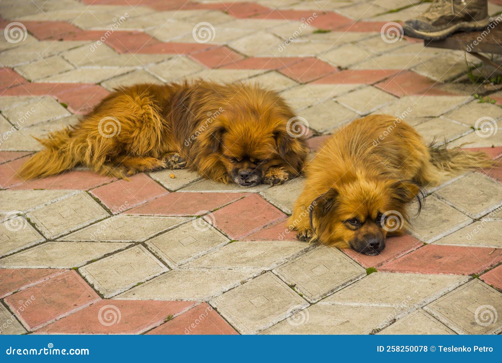 Two Small Mongrel Dogs Lay on Pavement Stock Photo - Image of brown ...