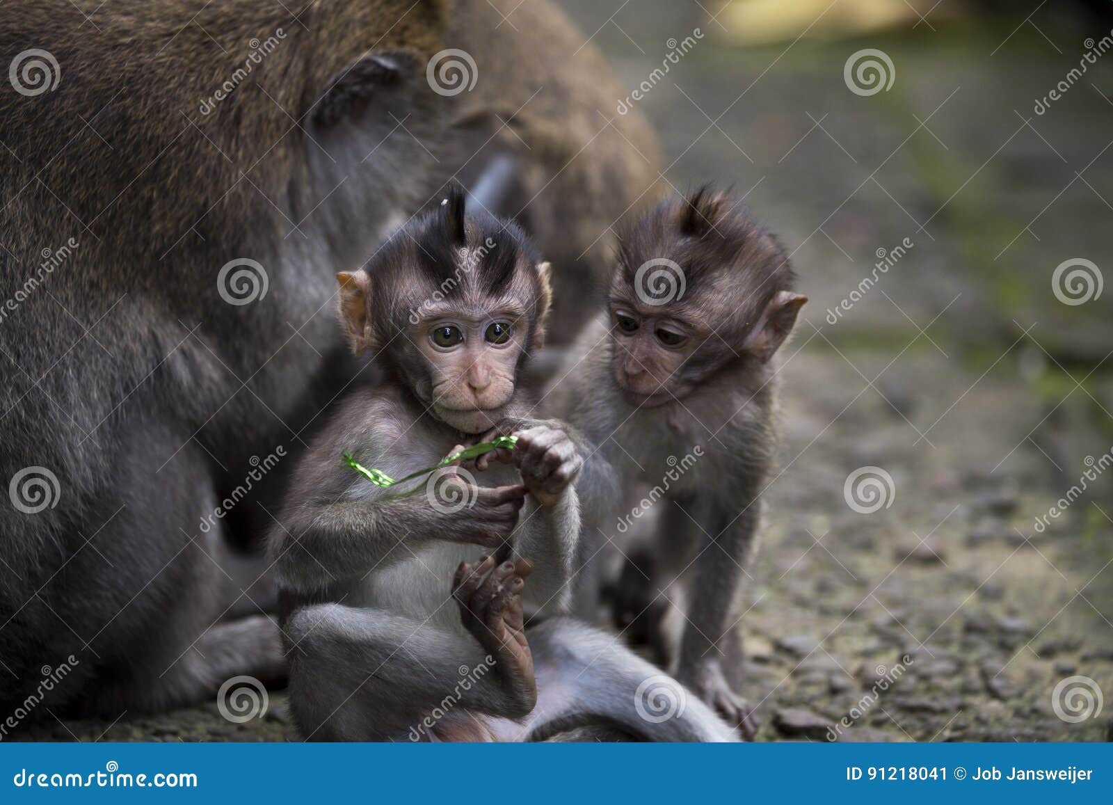 Two small monkeys playing stock image. Image of family - 91218041