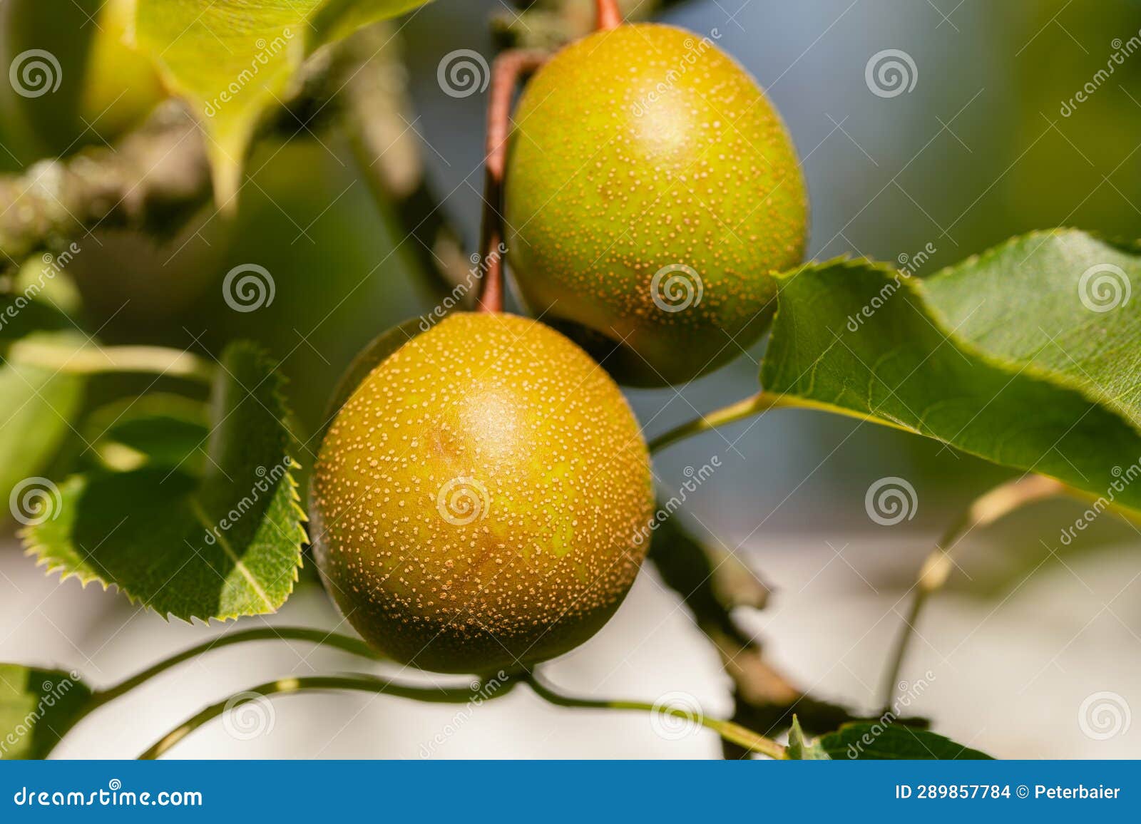 Two Small Nashi Pears stock photo. Image of fresh, asian - 289857784