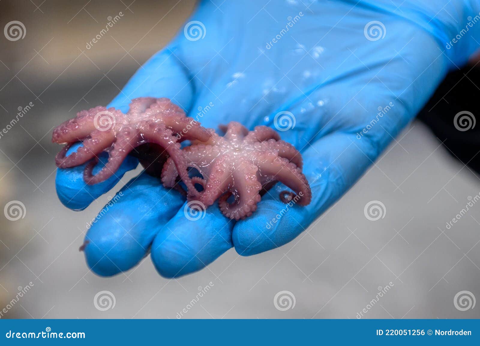 Two Small Octopuses in the Palm of Your Hand Stock Photo - Image of ...