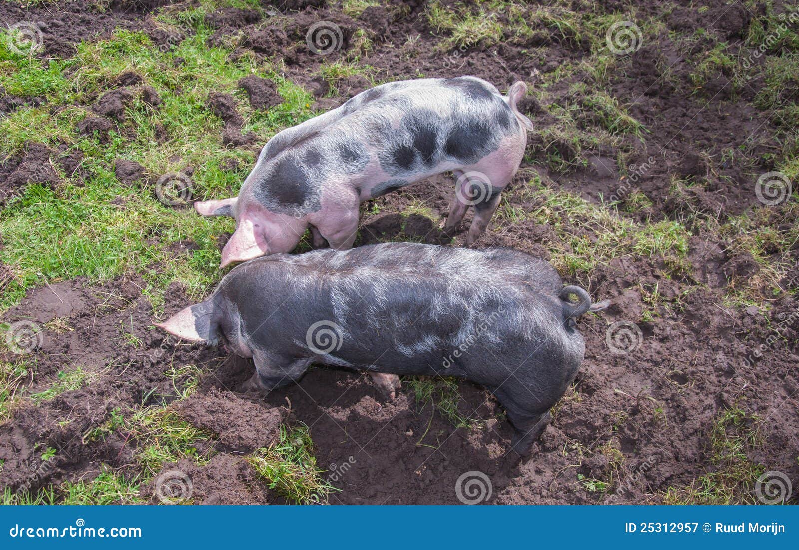 Two Small Piétrain Pigs Rooting in the Mud Stock Image - Image of pork ...