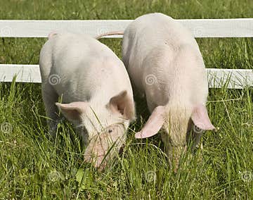 Two small pigs stock photo. Image of livestock, group - 10349118
