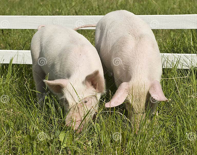 Two small pigs stock photo. Image of livestock, group - 10349118