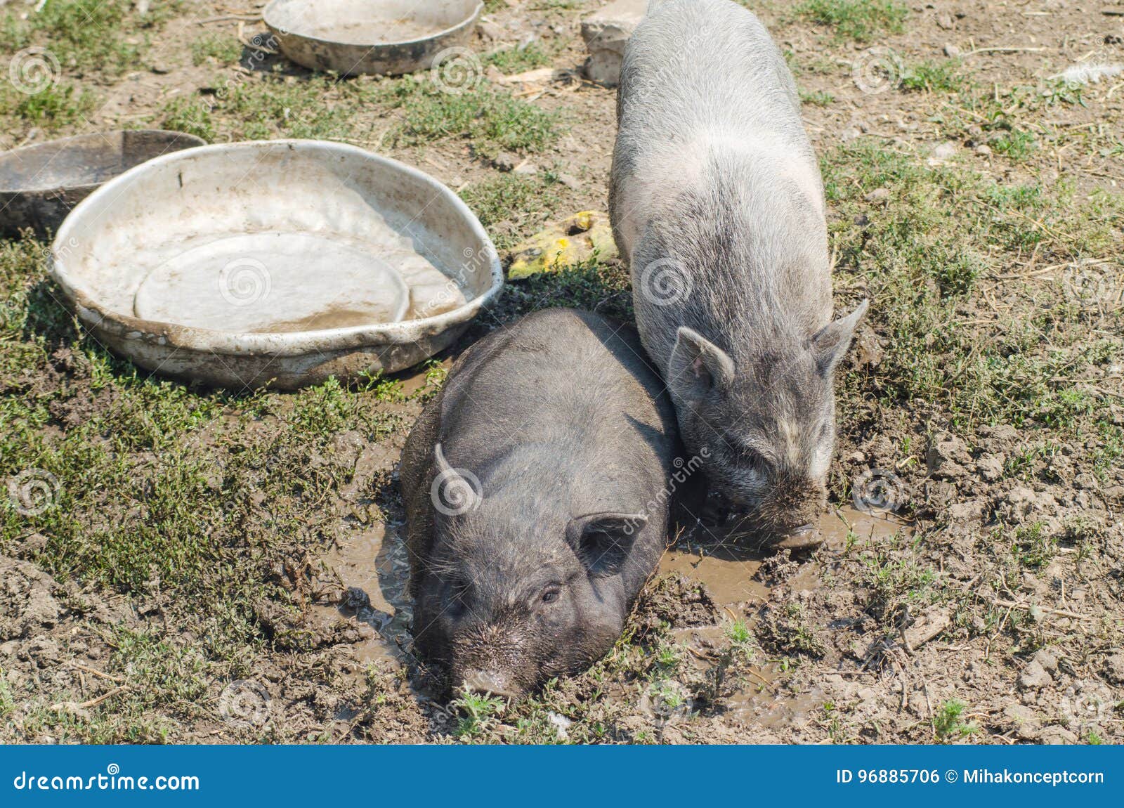 Two Small Pigs Bathed in Mud, a Farm. Stock Photo - Image of domestic ...