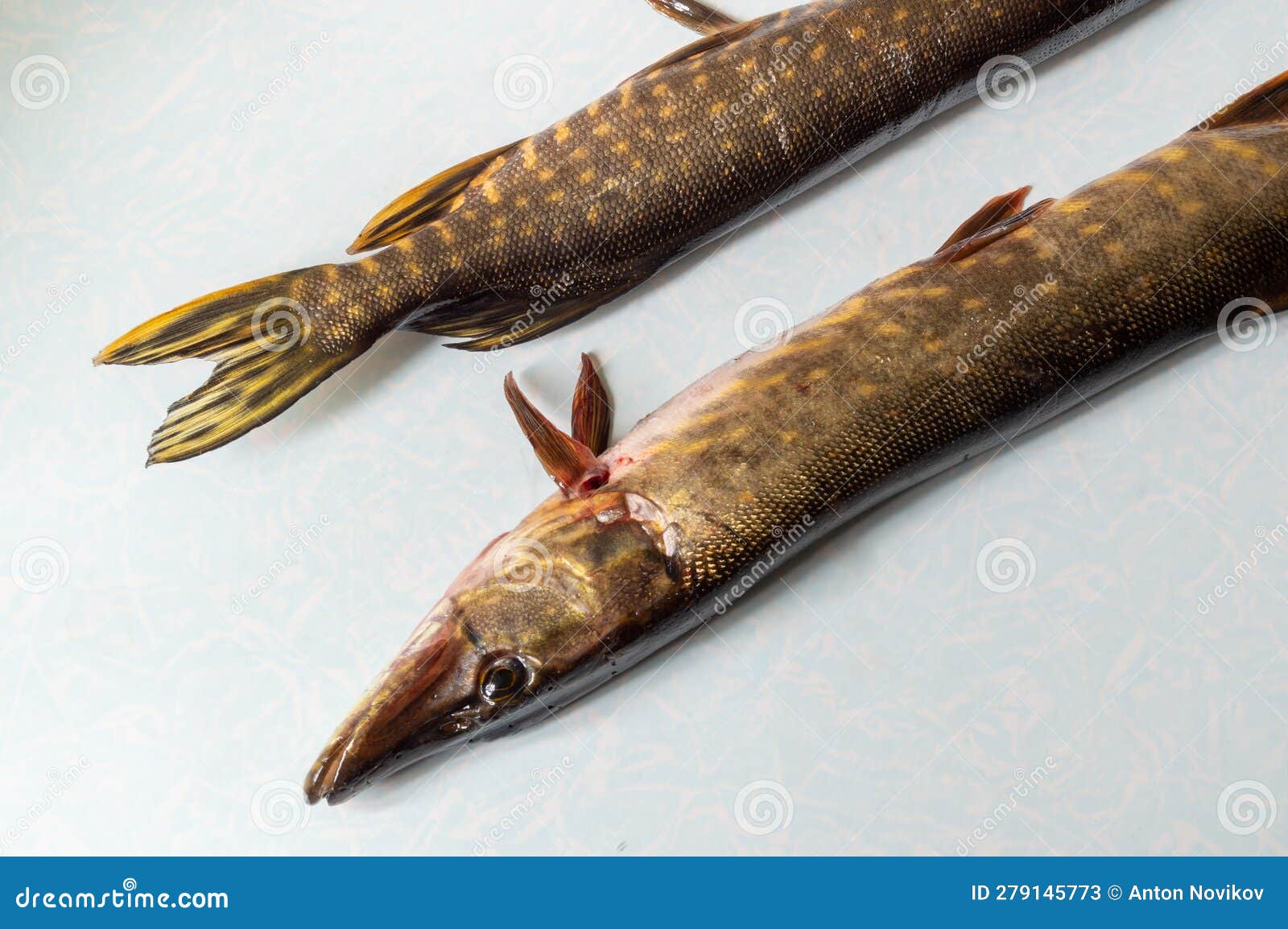 Two Small Pike on the Table. Stock Image - Image of food, uncooked ...
