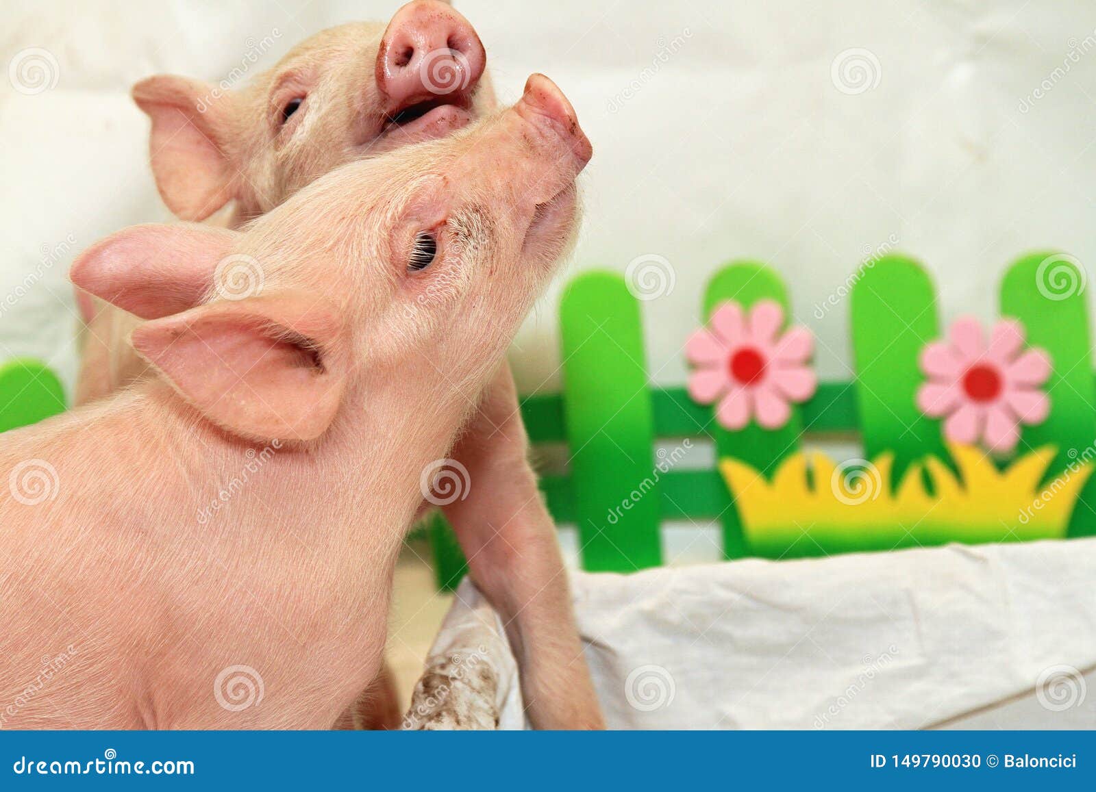 Two Piglets stock photo. Image of pigs, farming, baby - 149790030