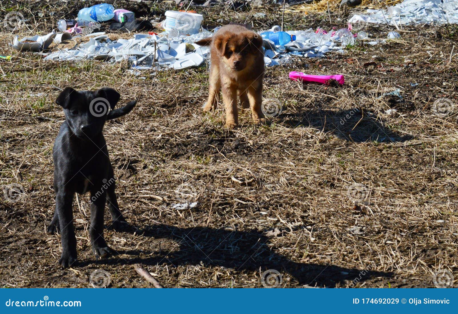Small puppies in a dump stock image. Image of puppy - 174692029