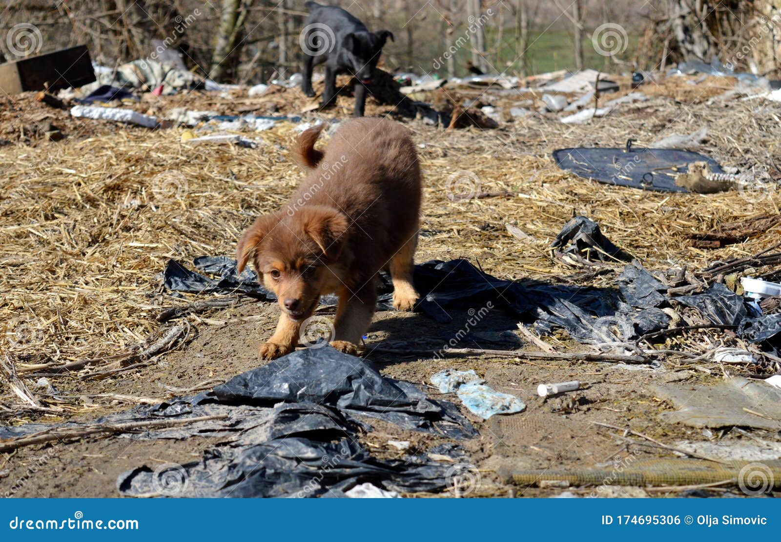 Small puppies in a dump stock photo. Image of puppy - 174695306