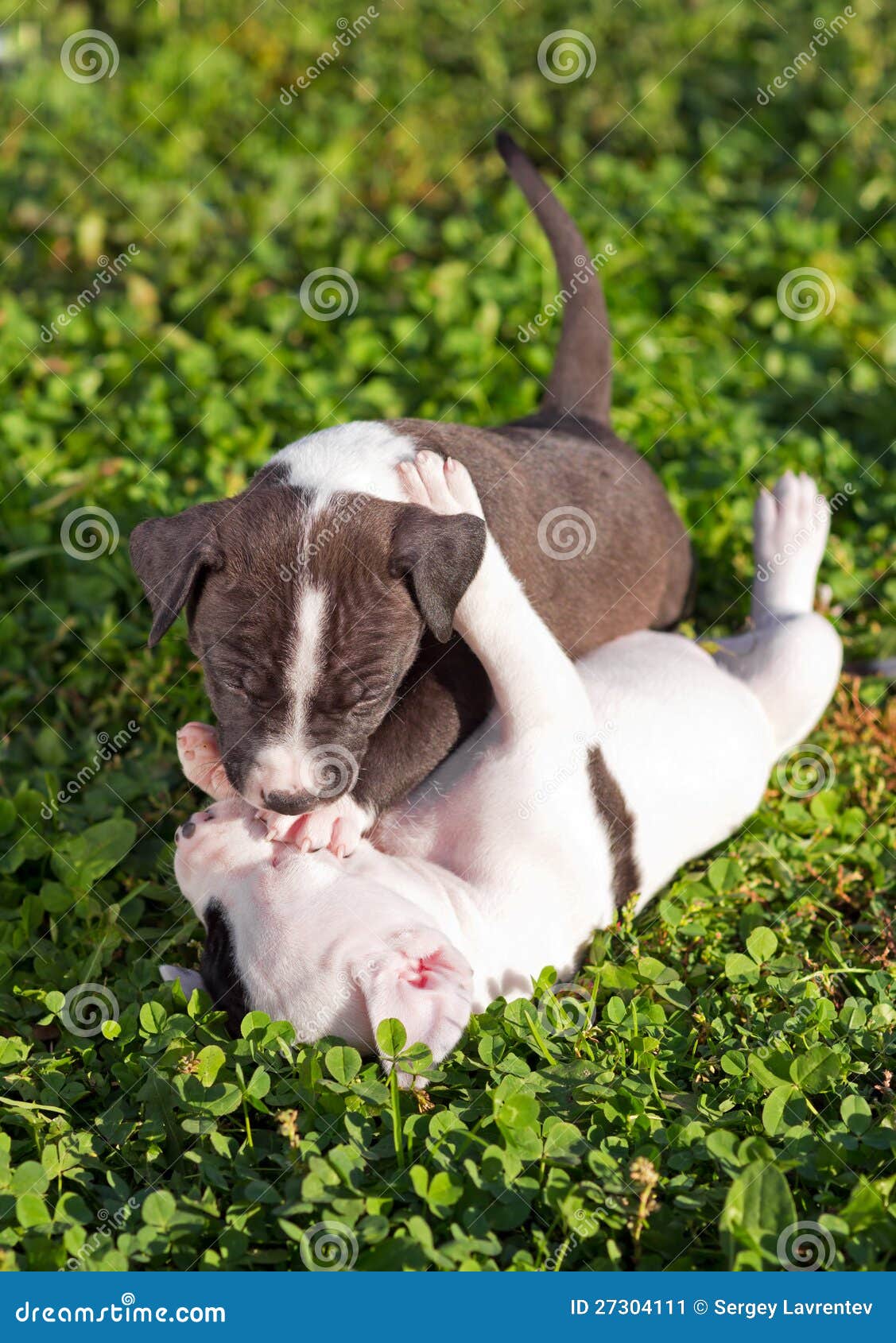 Two small puppies playing stock image. Image of staffordshire - 27304111