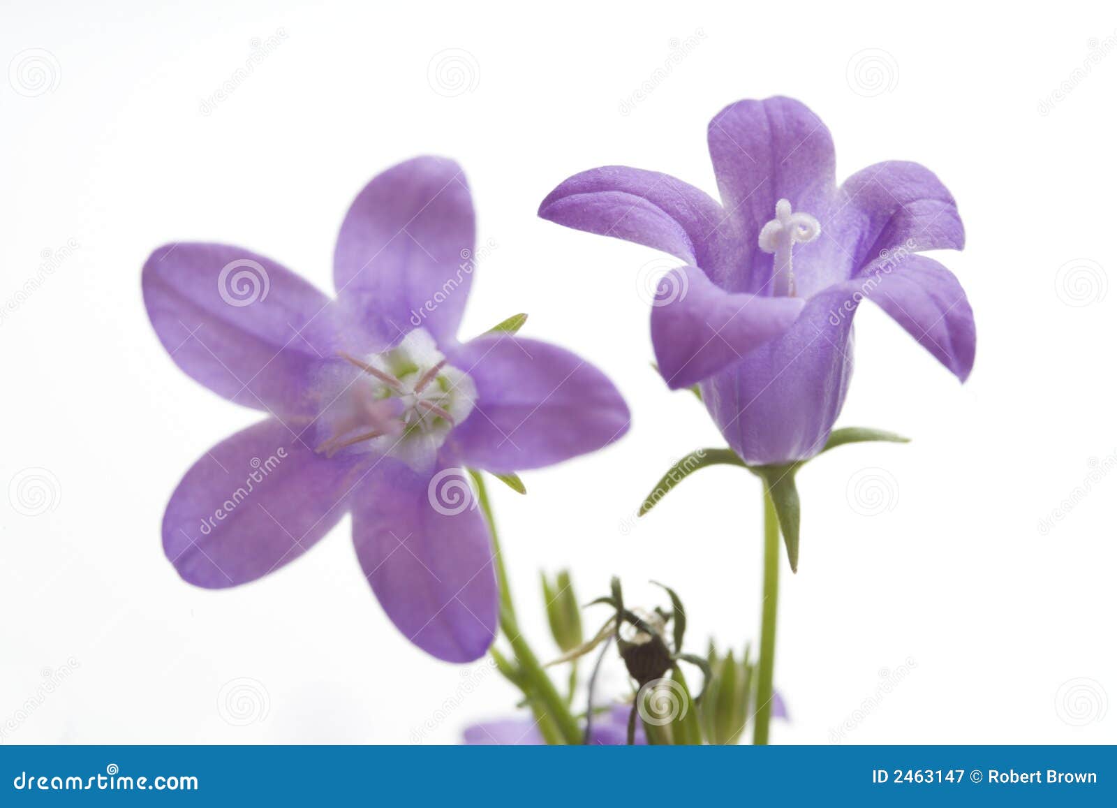 Two Small Purple Bells on White Stock Image - Image of beautiful ...
