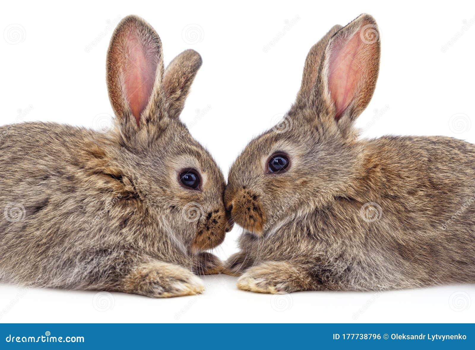 Two small rabbits stock photo. Image of couple, color - 177738796