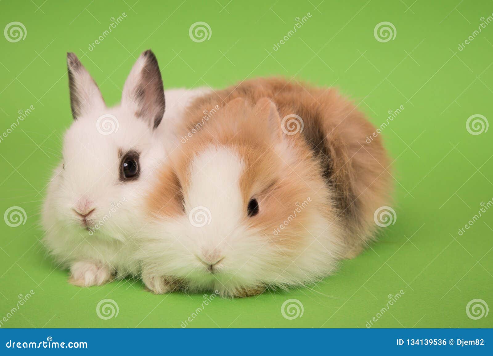 Two small rabbits stock photo. Image of back, camera - 134139536