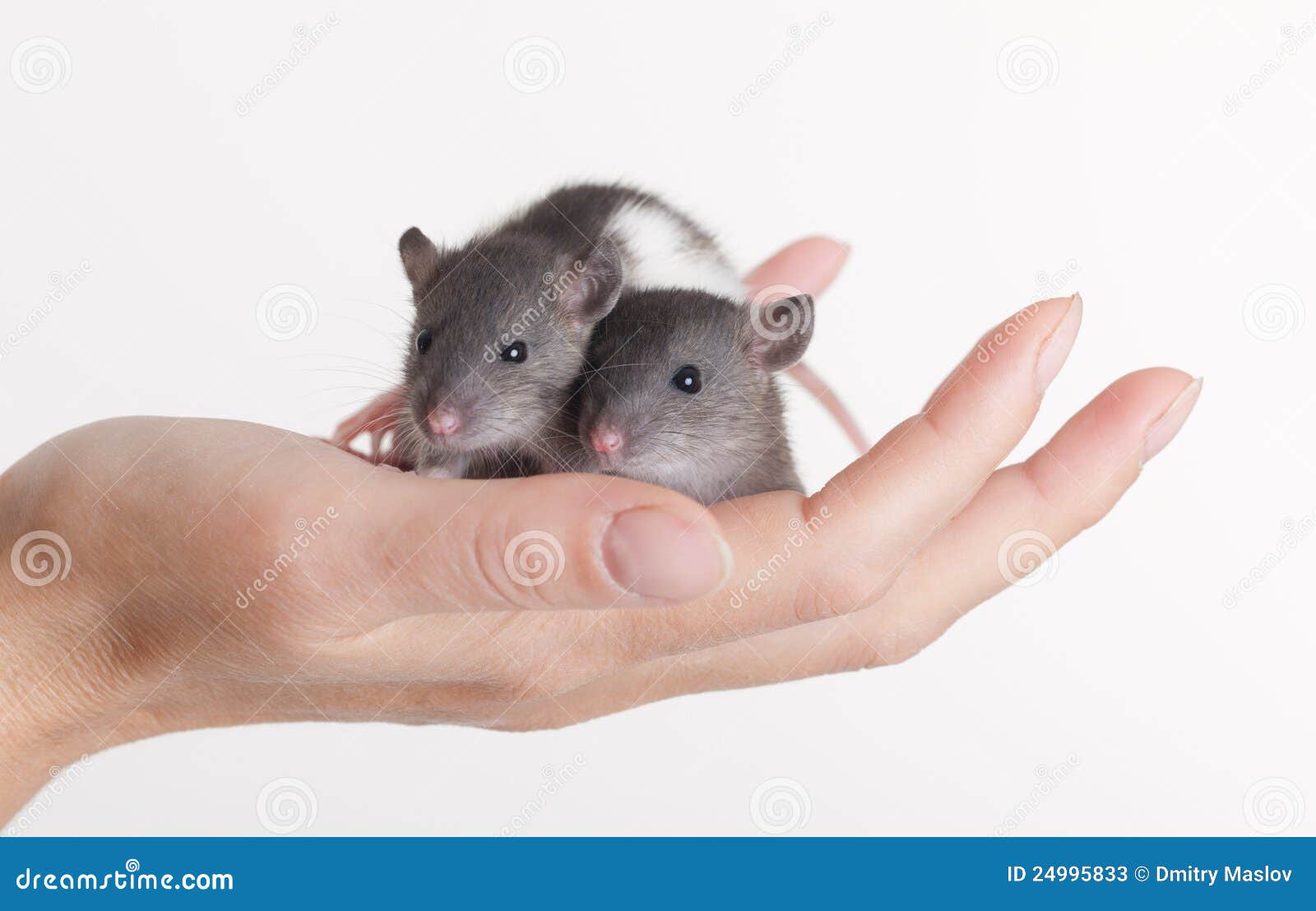 Two small rats stock image. Image of animals, studio - 24995833