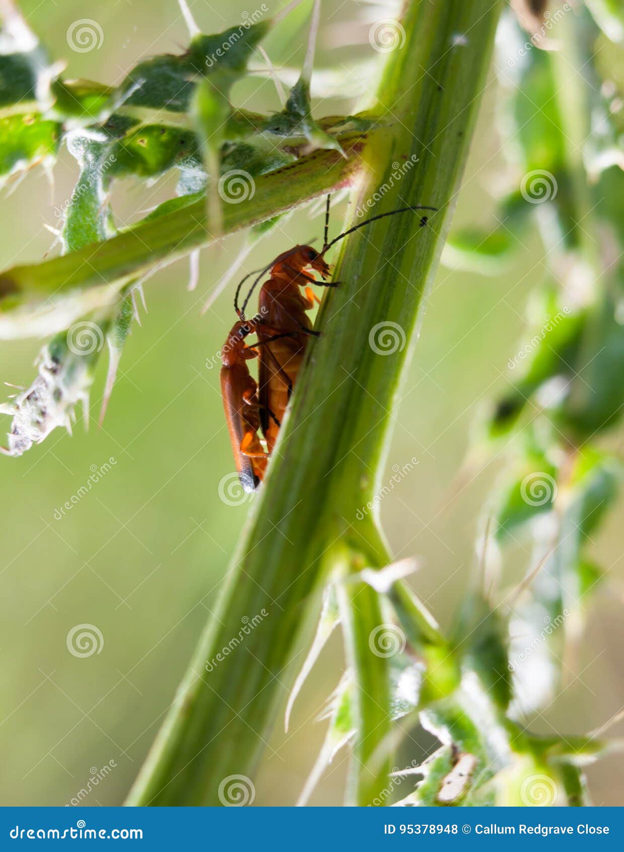 Two Small Red Bugs on a Plant Stem Stock Photo - Image of mantis ...