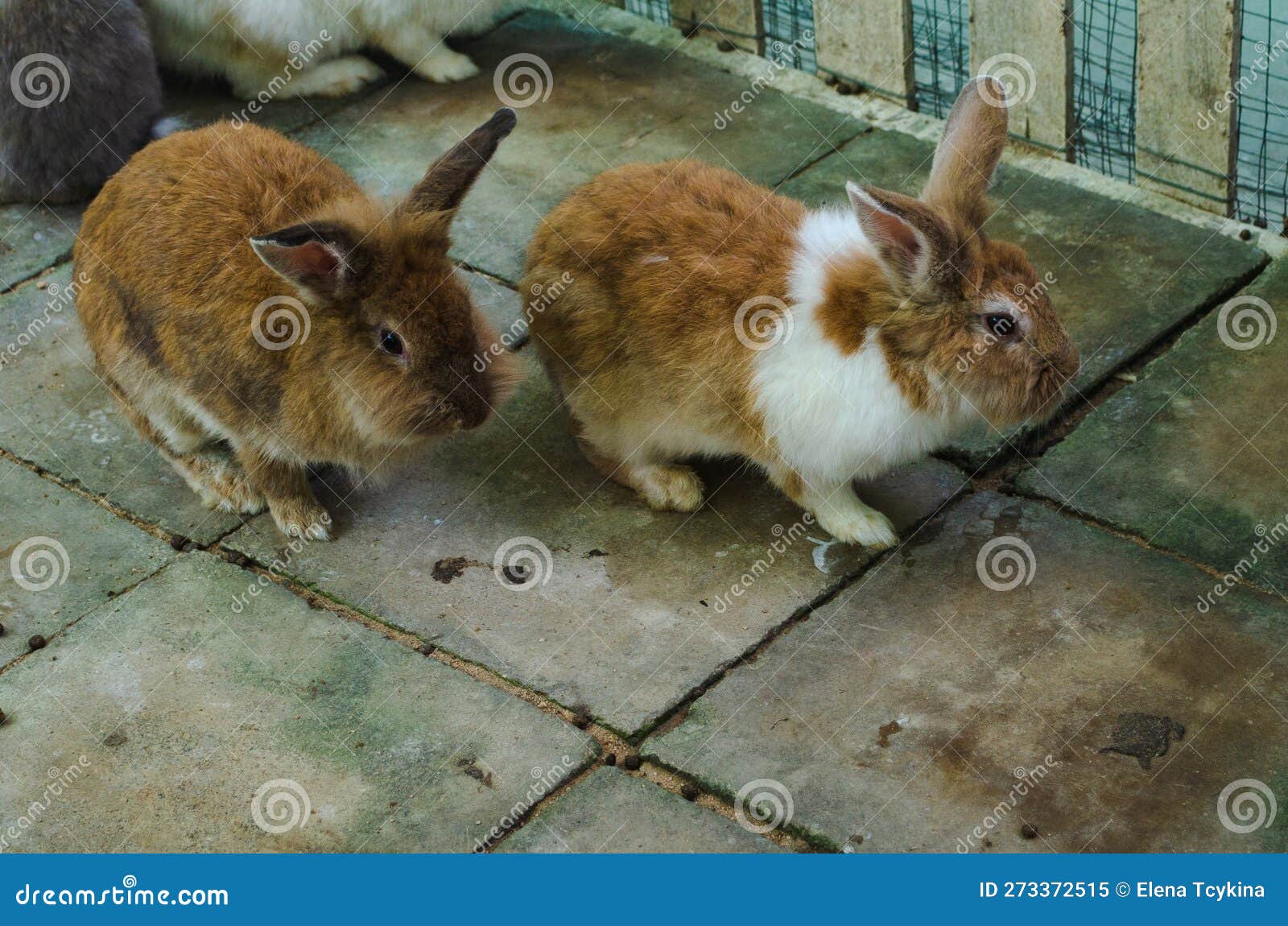 Two little red rabbits stock image. Image of easter - 273372515