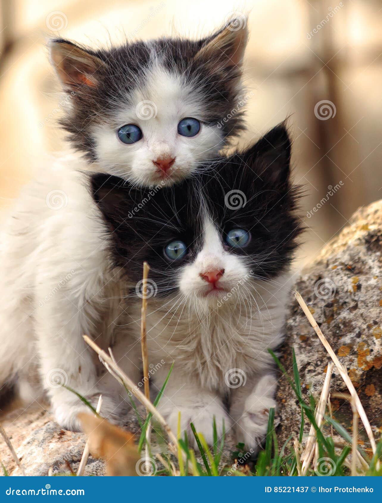 Two Small Scared Kittens Looking at the Camera Stock Image - Image of ...