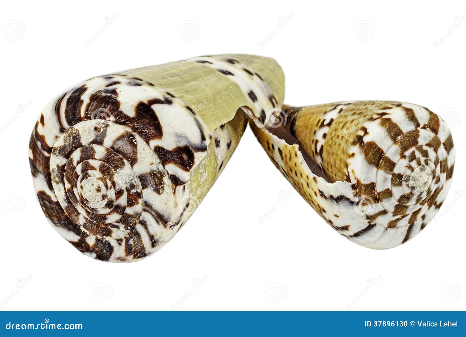 Two small seashell stock photo. Image of exploration - 37896130