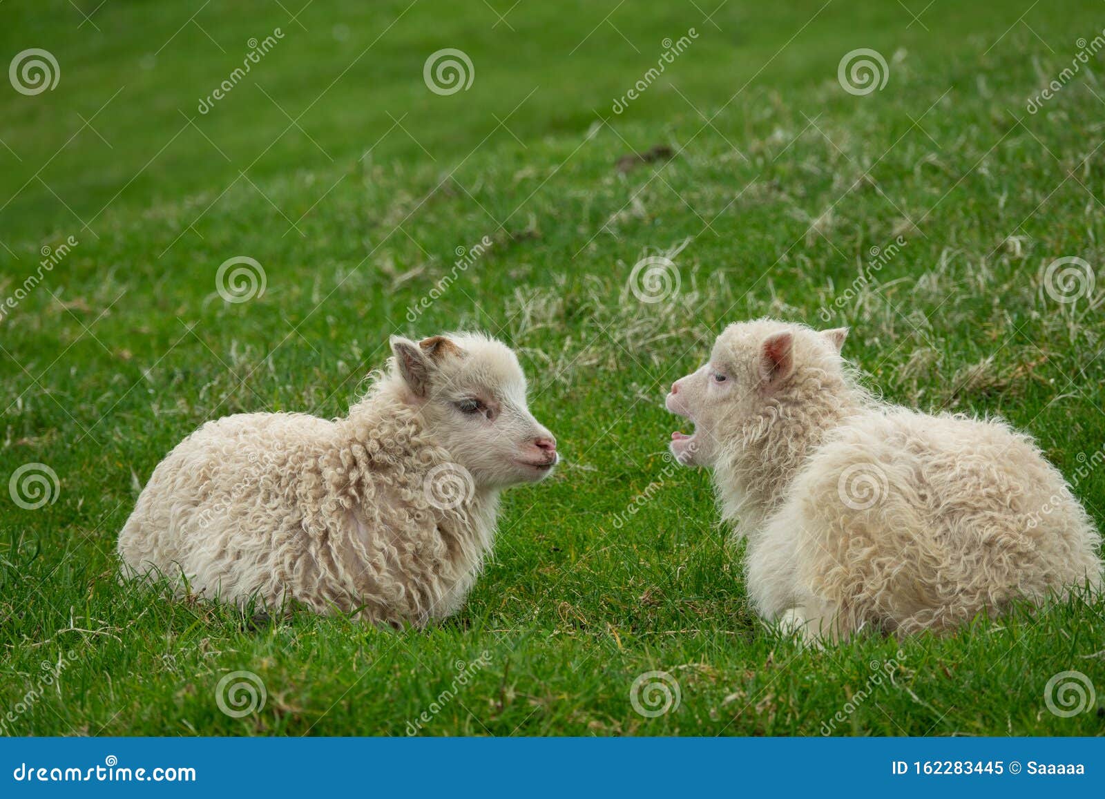 Two Small Sheep Laid Down Talking Over the Grass Stock Image - Image of ...